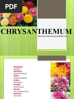 Pdf Sign Of The Chrysanthemum