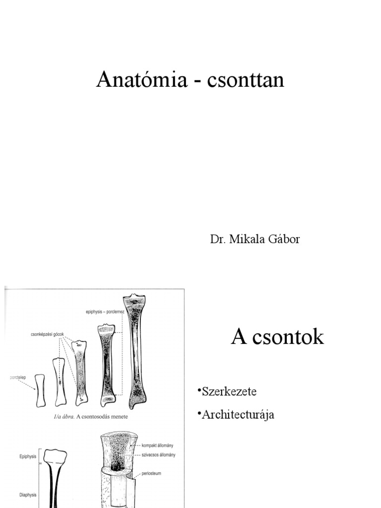 Anatómia - Csonttan | PDF