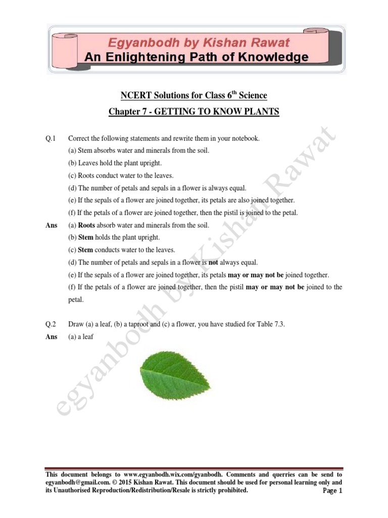 Class 6 - Chapter 7 - Getting To Know Plants | PDF | Petal | Flowers
