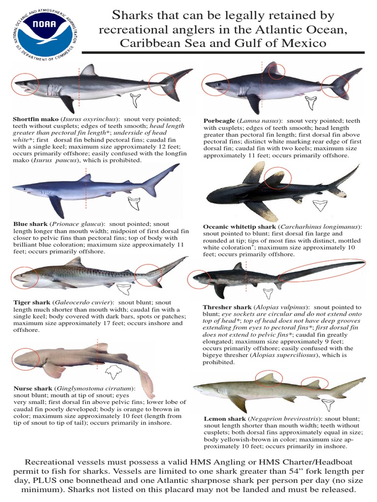 NOAA Shark Identification Placards | Sharks | Elasmobranchii