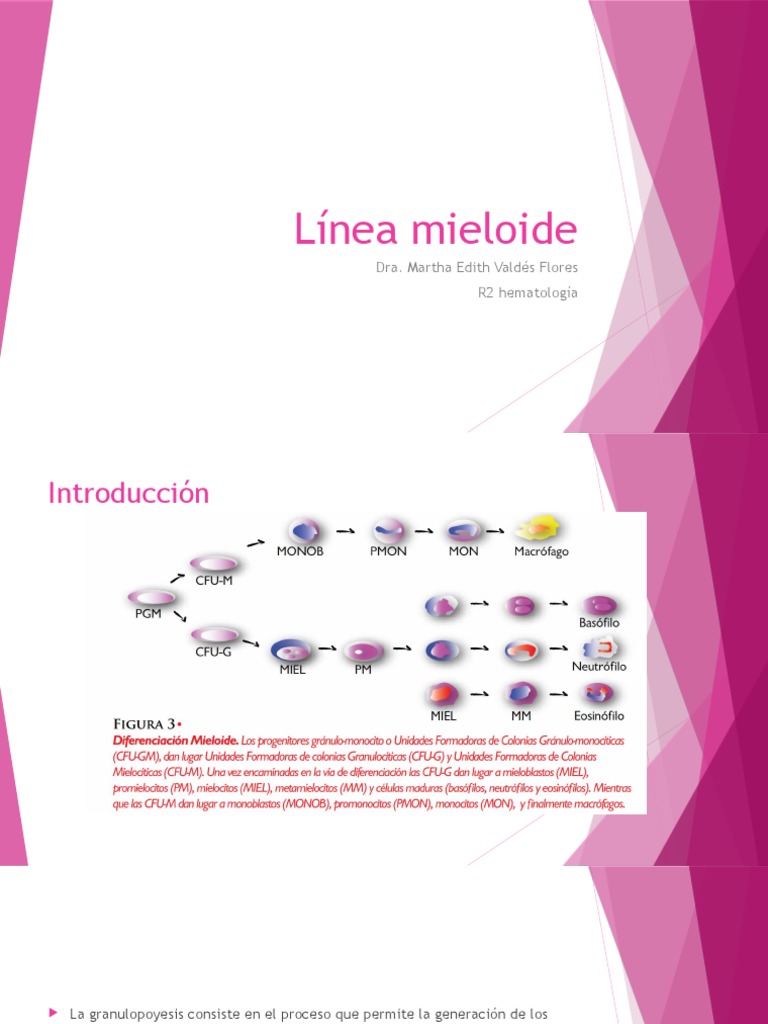 Linea Mieloide | Medicina CLINICA | Anatomía