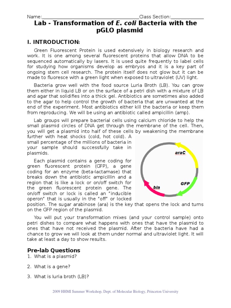 Lab - Transformation of E Coli | PDF | Transformation (Genetics) | Plasmid