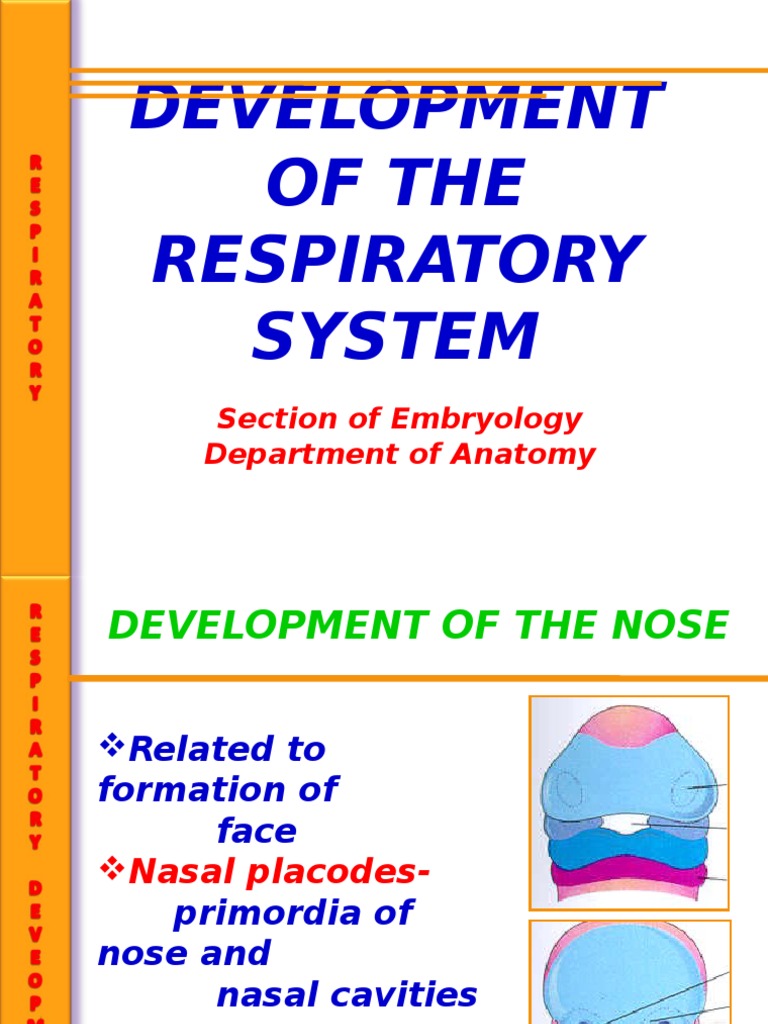 Development of The Respiratory System: Section of Embryology Department ...