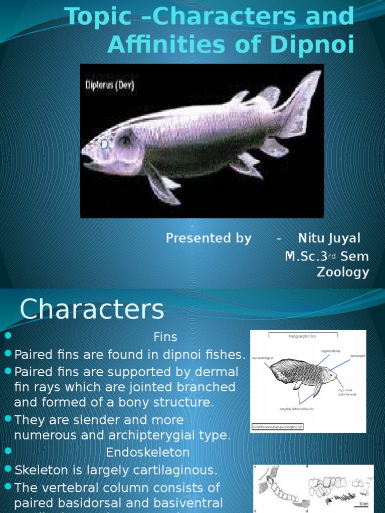 Dipnoi Fish: Characteristics & Affinities | PDF | Gill | Lung