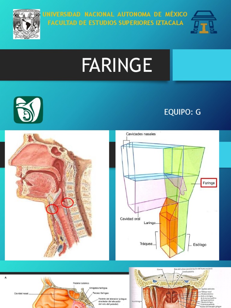 FARINGE | PDF | Linfocitos | Anatomía