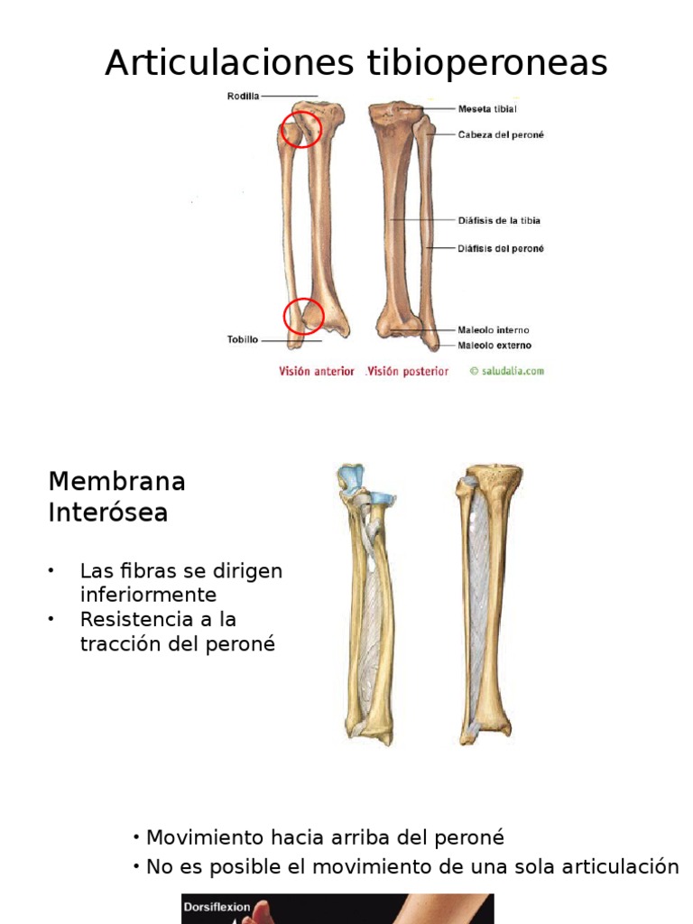 Articulaciones Tibioperoneas
