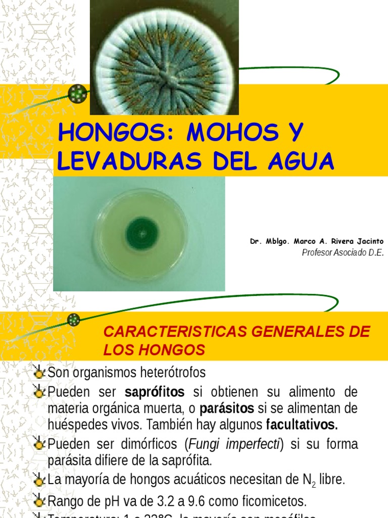 HONGOS Y LEVADURAS (6).pptx | Espora | Hongo