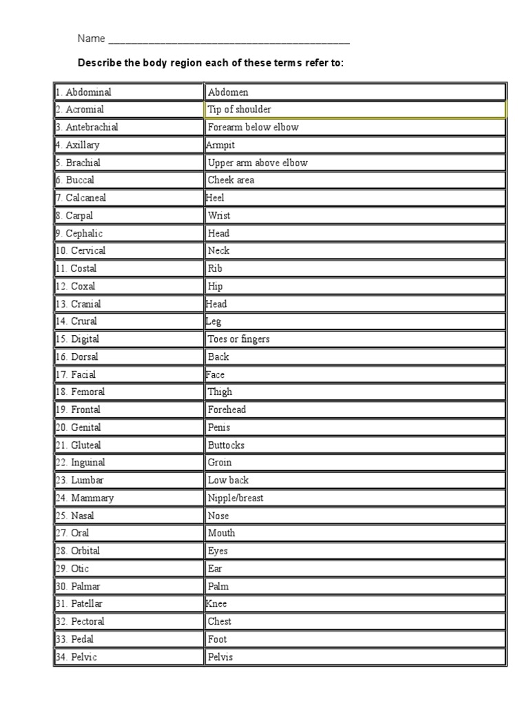 Body Regions WS Answers | PDF | Abdomen | Anatomical Terms Of Location
