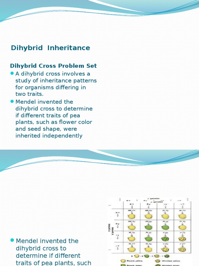 Dihybrid Inheritance: Dihybrid Cross Problem Set | PDF | Dominance ...