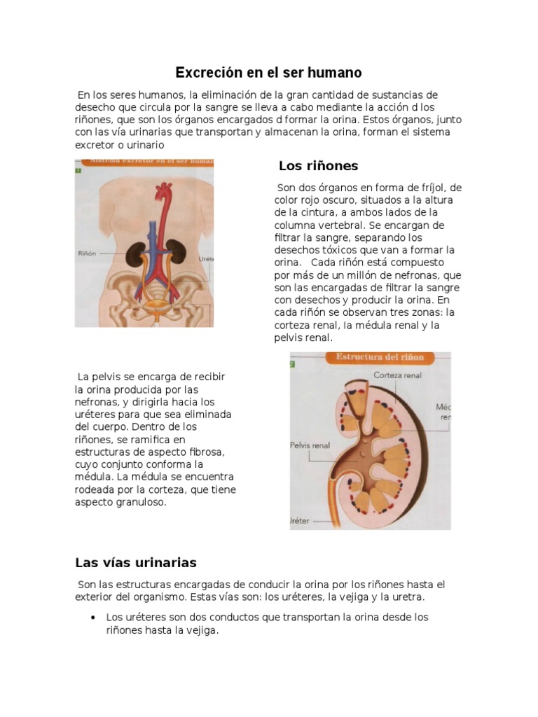 Proceso de Excreción Humana: Riñones y Más | PDF | Riñón | Sistema urinario