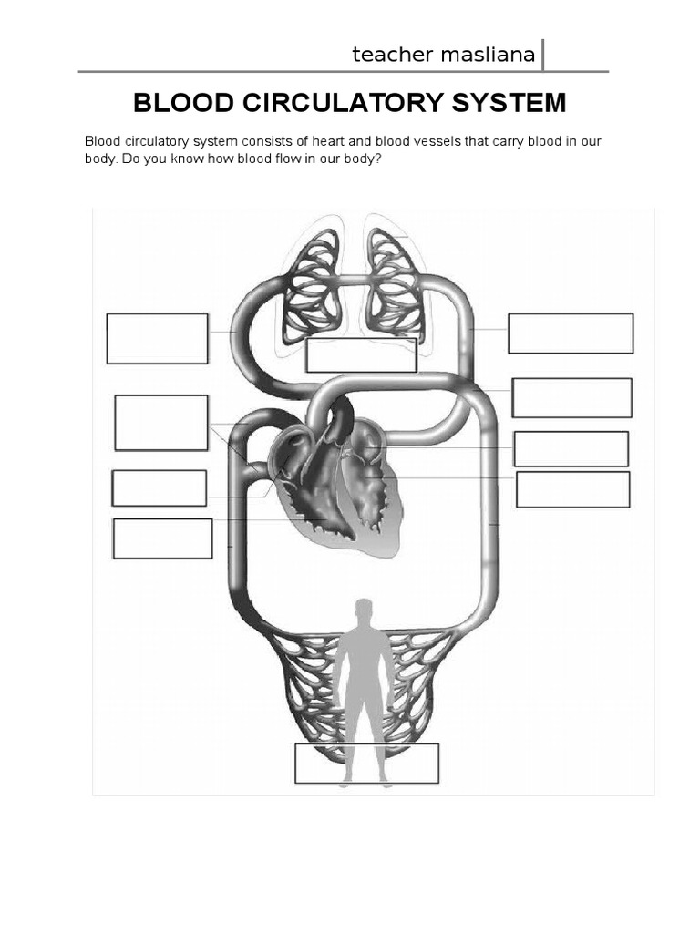 Understanding the Blood Circulatory System | PDF