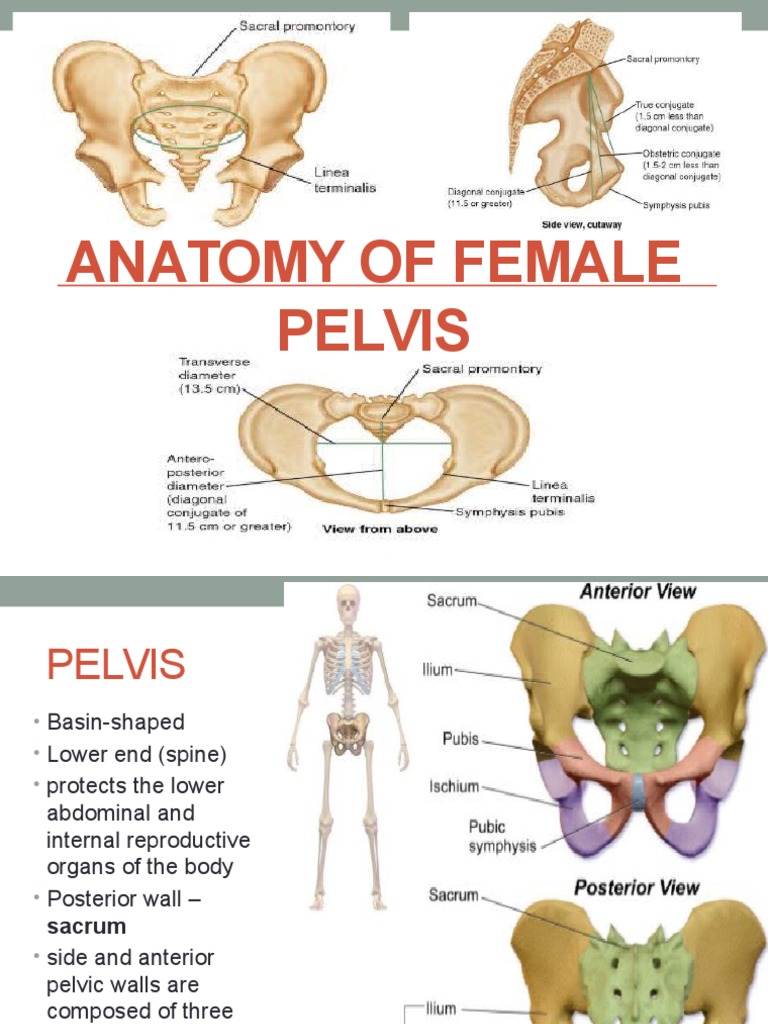 Anatomy of Female Pelvis | PDF | Pelvis | Musculoskeletal System