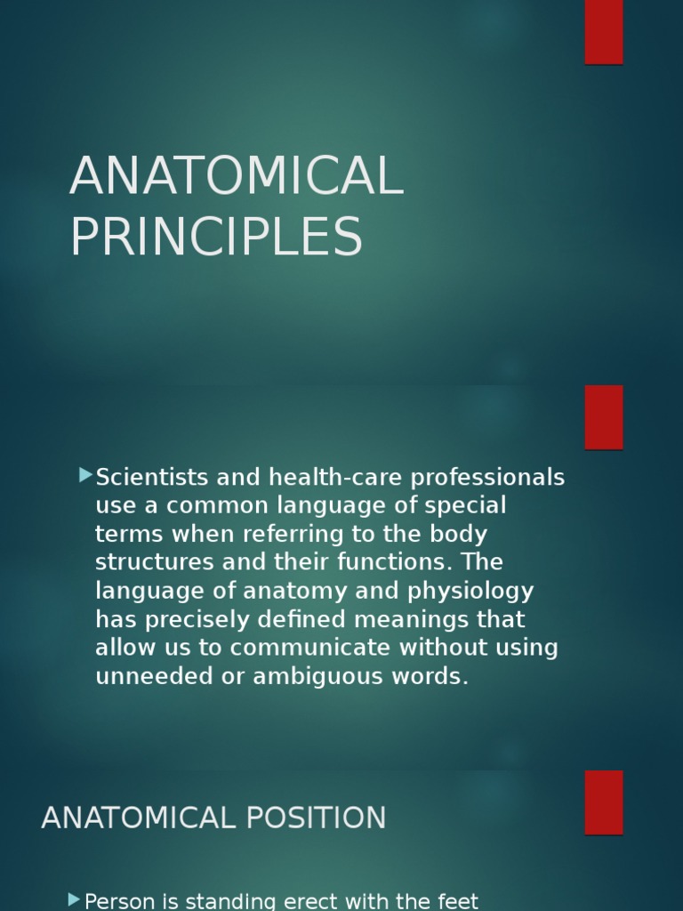 Anatomical Principles and Body Divisions | PDF | Thorax | Anatomical ...