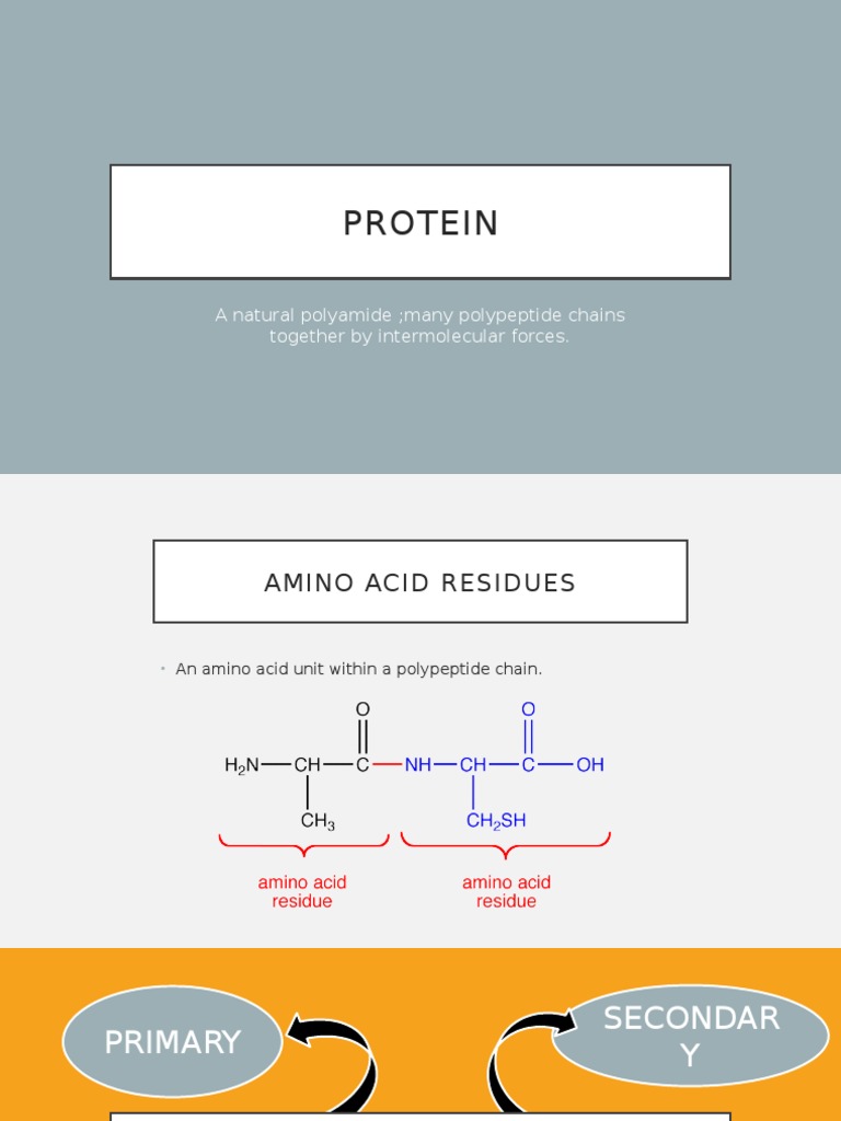 Protein: A Natural Polyamide Many Polypeptide Chains Together by ...