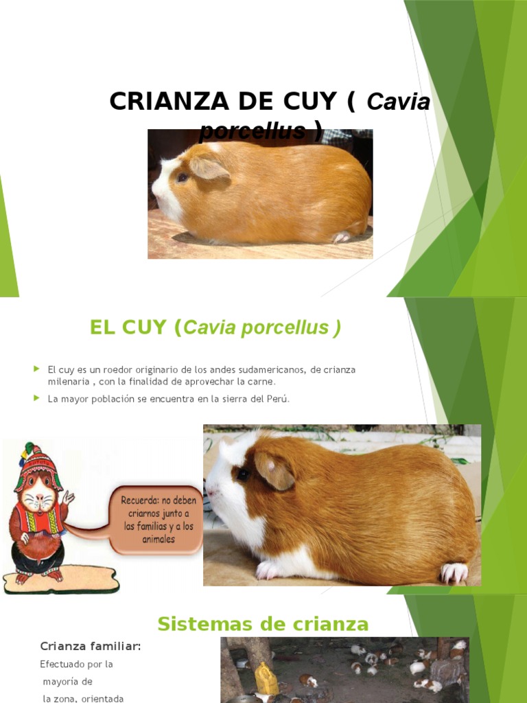 Producción y Manejo de Cuyes | PDF