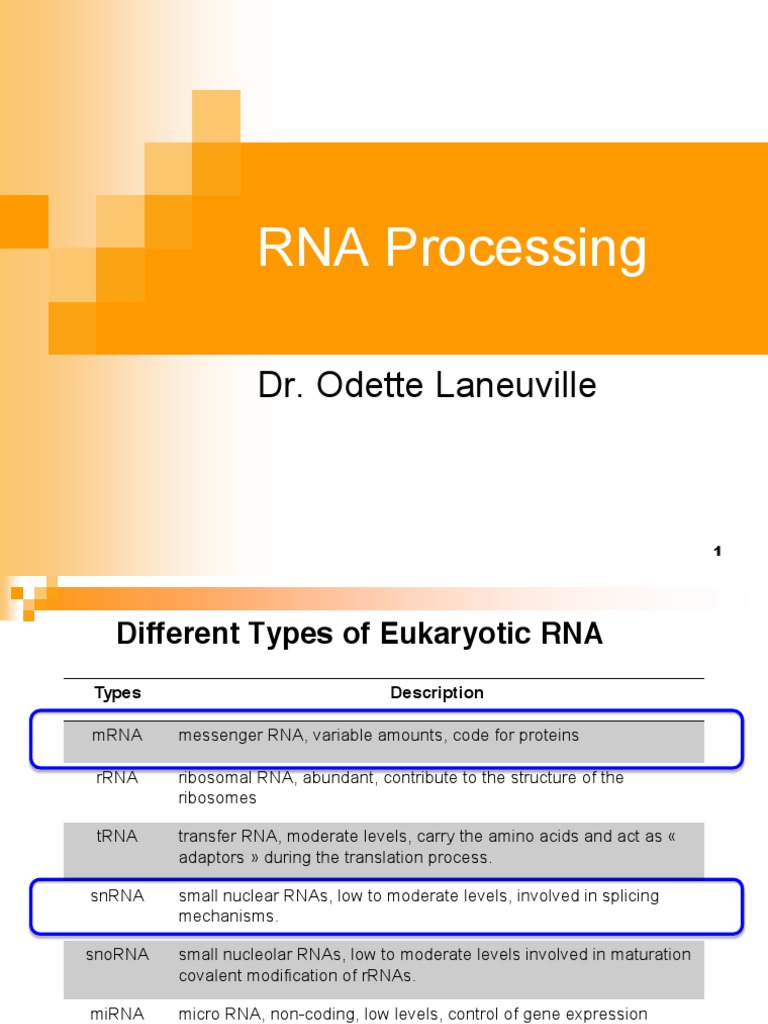 Eukaryotic RNA Processing Guide | PDF | Rna Splicing | Rna