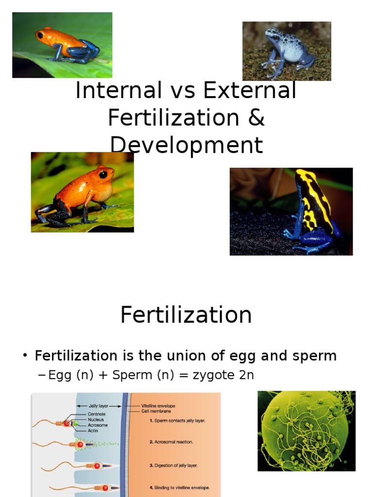 External Fertilization