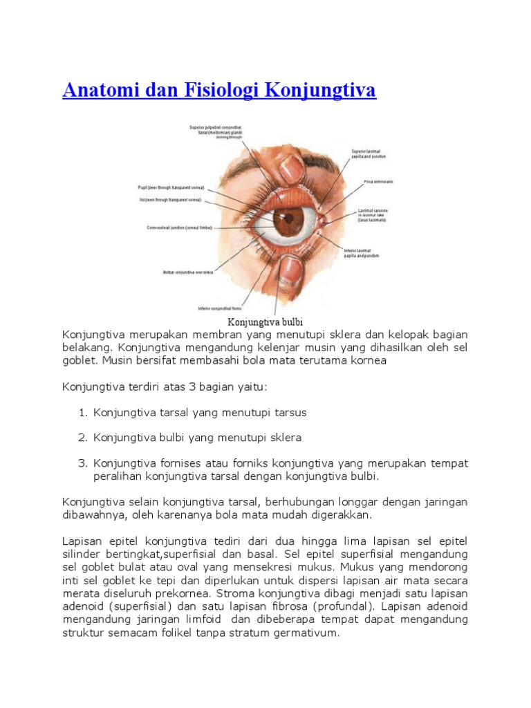 Anatomi Dan Fisiologi Konjungtiva | PDF
