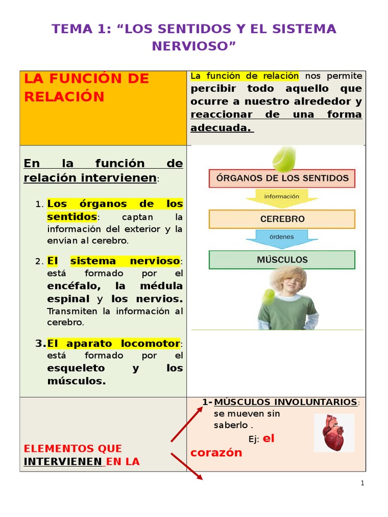 TEMA 1 Los Sentidos y El Sistema Nervioso | PDF | Médula espinal | Cerebro