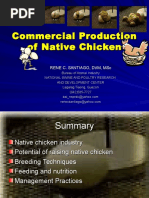Native Chicken Production in The Philippines | PDF | Chicken | Poultry