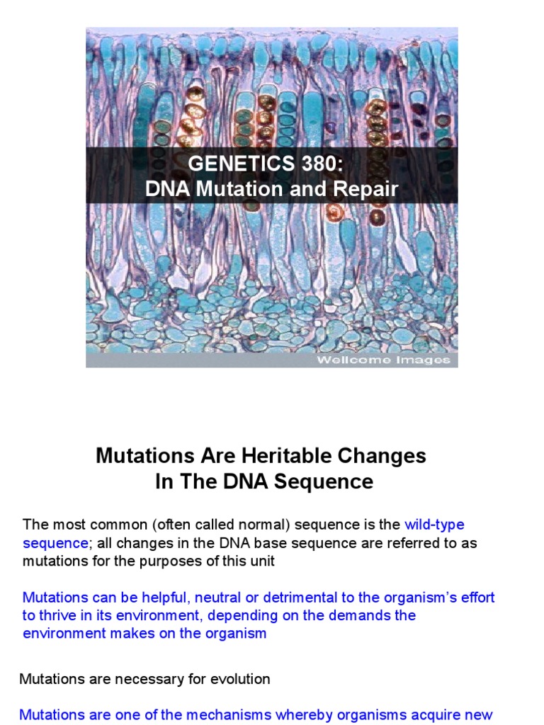Understanding DNA Mutations: An In-Depth Look at Mutation Types, Causes ...