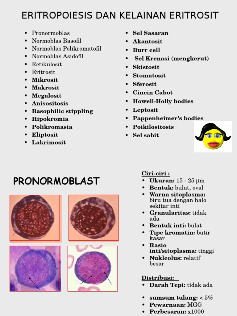 Jenis - Dan - Bentuk - Eritrosit - PPT Filename - UTF-8''Jenis Dan ... Jenis - Dan - Bentuk - Eritrosit - PPT Filename - UTF-8''Jenis Dan ...