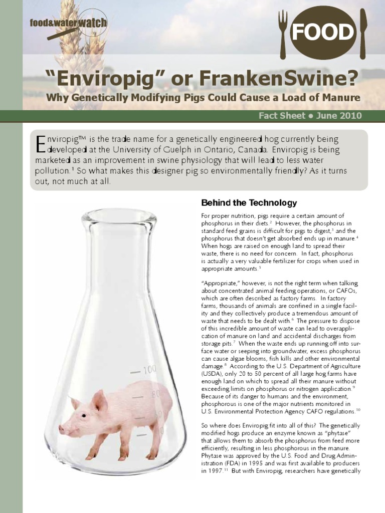 “Enviropig” or FrankenSwine? Why Genetically Modifying Pigs Could Cause ...