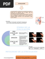 Qué es la espermarquia y su proceso | PDF | Eyaculación | Semen
