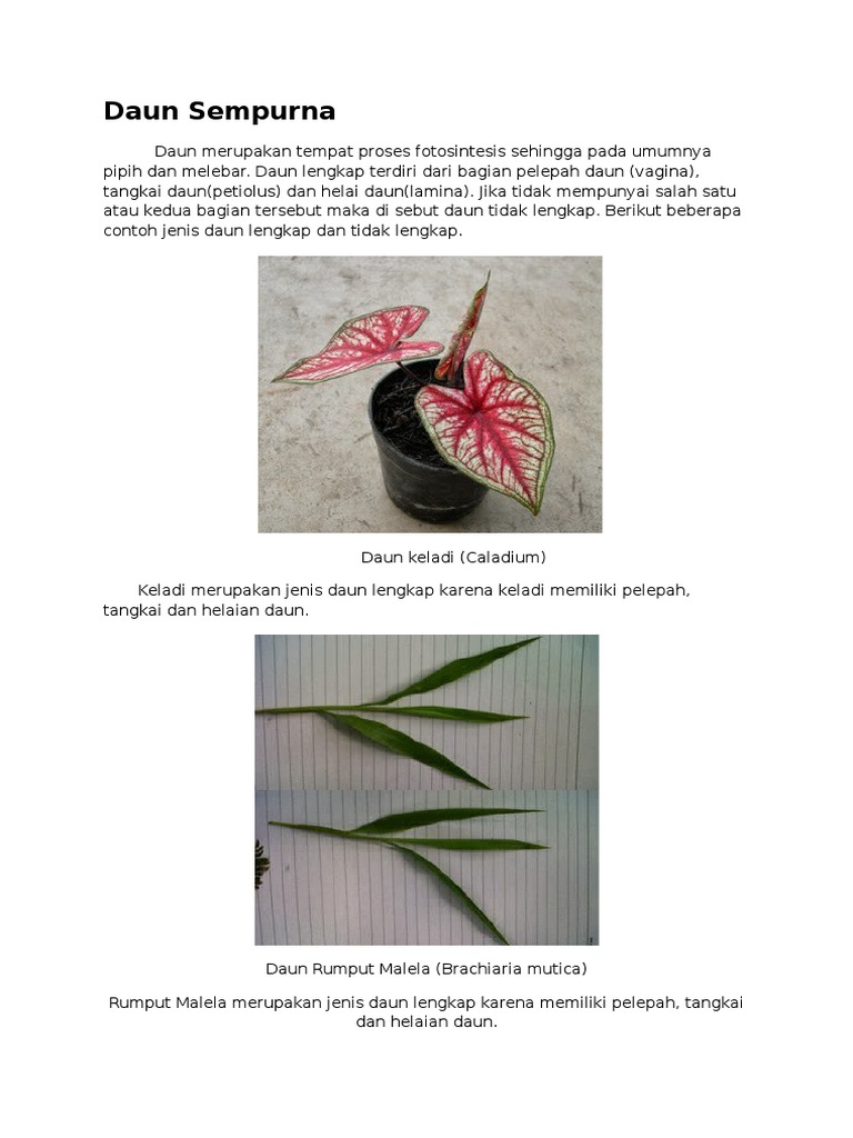 Bentuk Daun | PDF