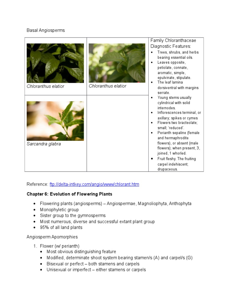 Chloranthus Elatior Chloranthus Elatior: Chapter 6: Evolution of ...