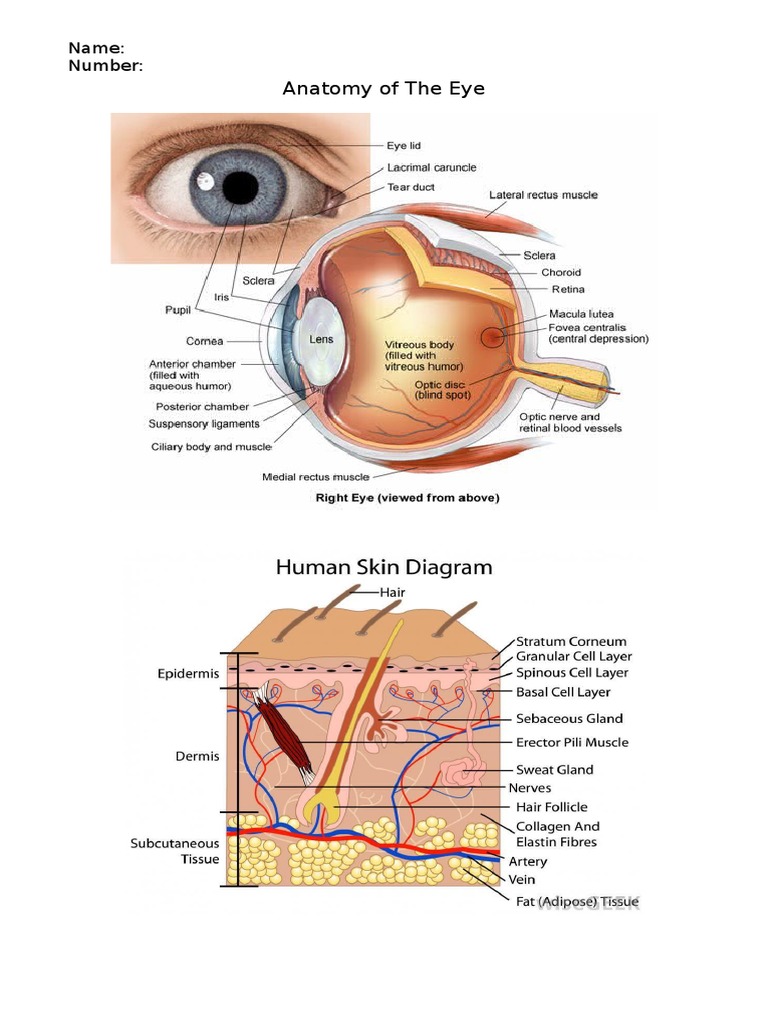 Anatomy of The Eye and Skin | PDF