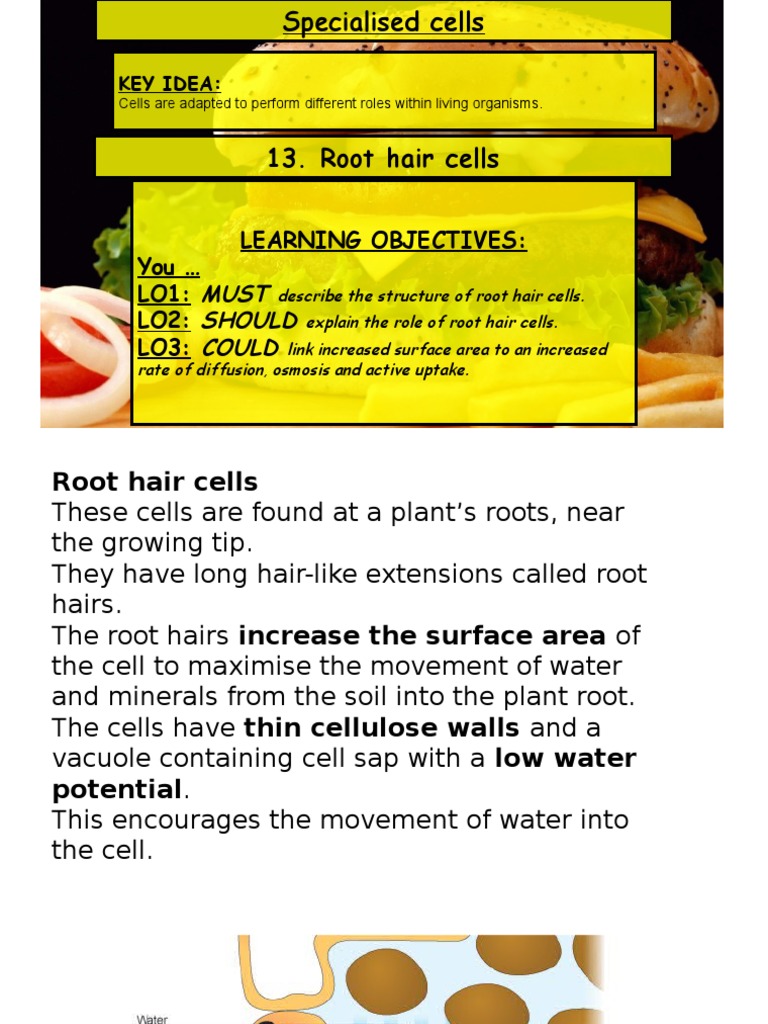 Lesson 13 Root Hair Cells | PDF | Osmosis | Cell Biology