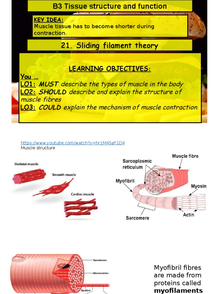 Lesson 21 Muscle Tissue | PDF | Muscle Contraction | Cell Biology