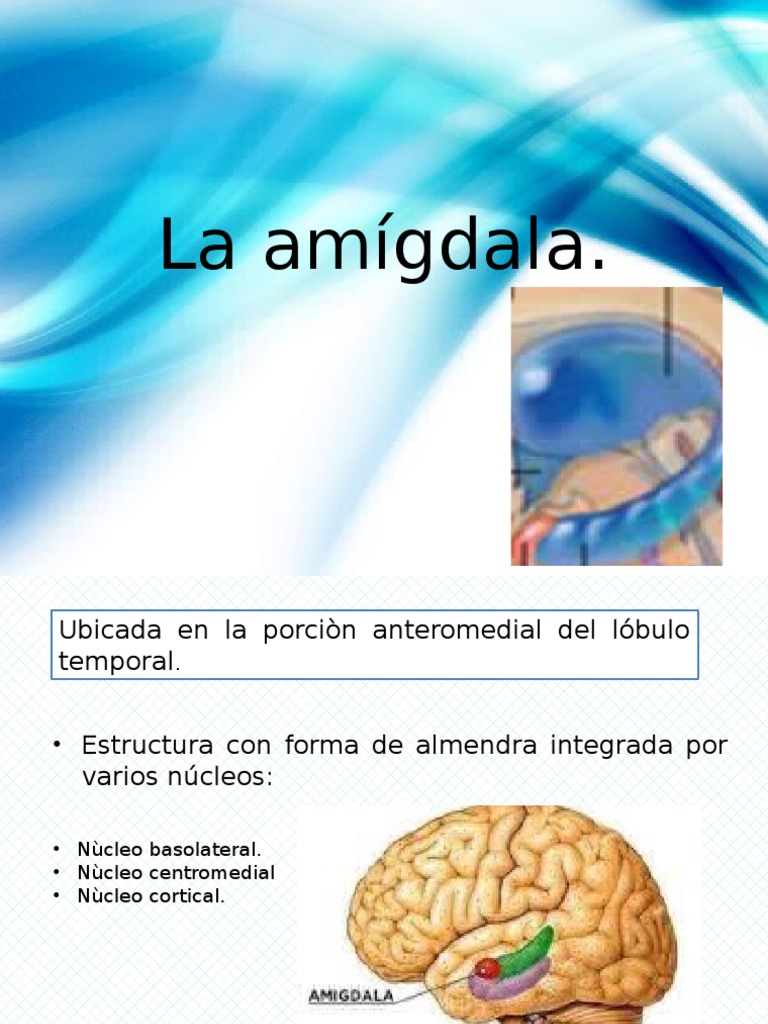 La amígdala.pptx | Amígdala | Las emociones