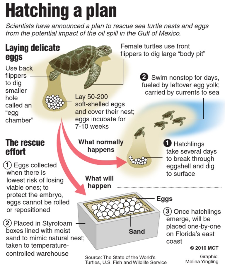 Rescuing Sea Turtle Eggs in The Gulf | PDF | Science & Mathematics