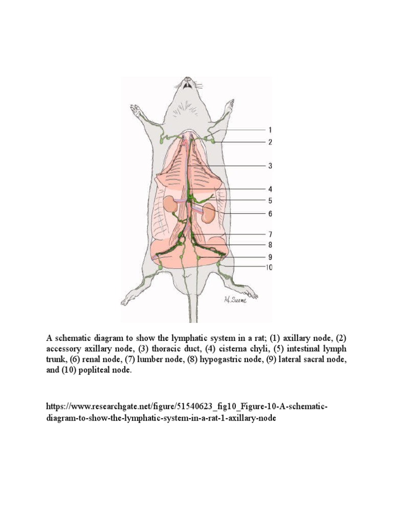 A Schematic Diagram To Show The Lymphatic System in A Rat