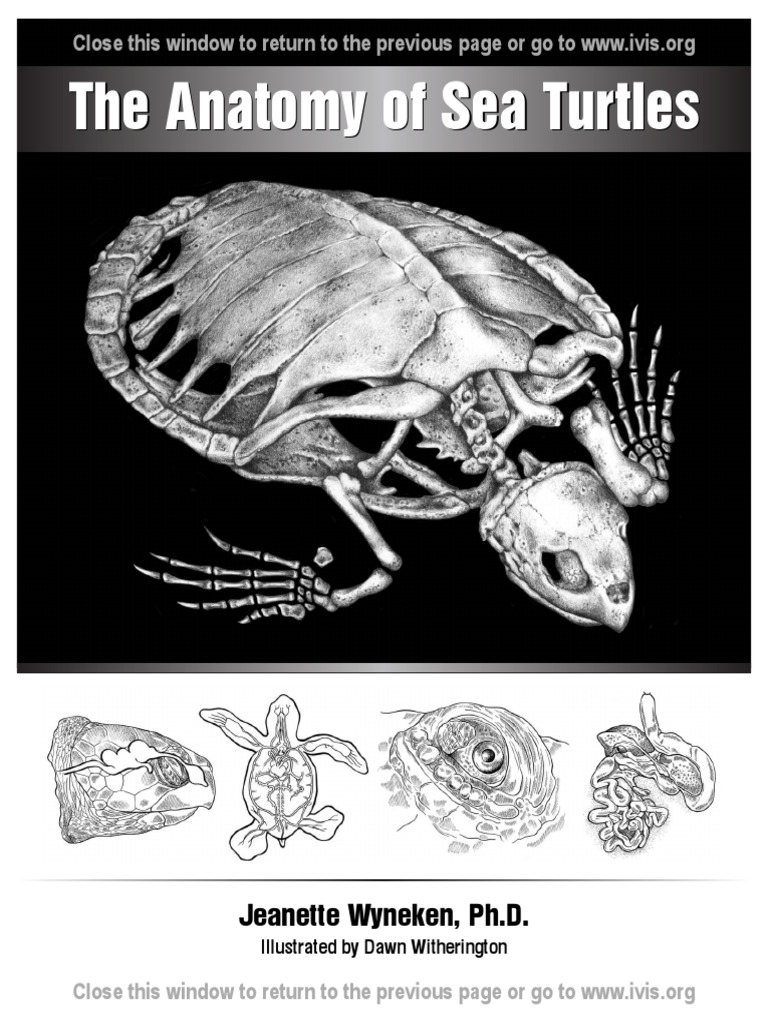 The Anatomy of Sea Turtles | PDF | Lung | Respiratory Tract