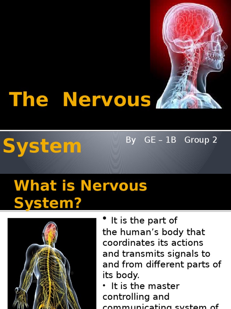 The Nervous System - Psychology | Download Free PDF | Central Nervous ...