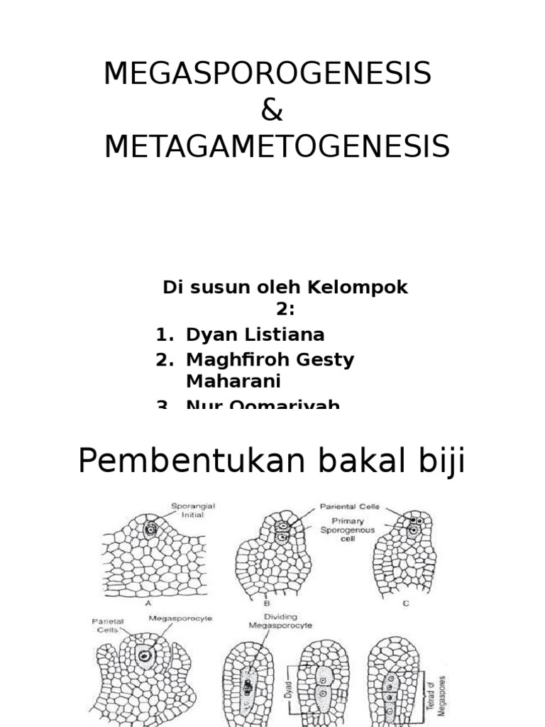 Proses Megasporogenesis dan Megagametogenesis | PDF