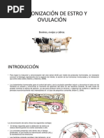 Protocolo de Sincronizacion. Ovsynch | PDF | Vacas | Reproducción humana