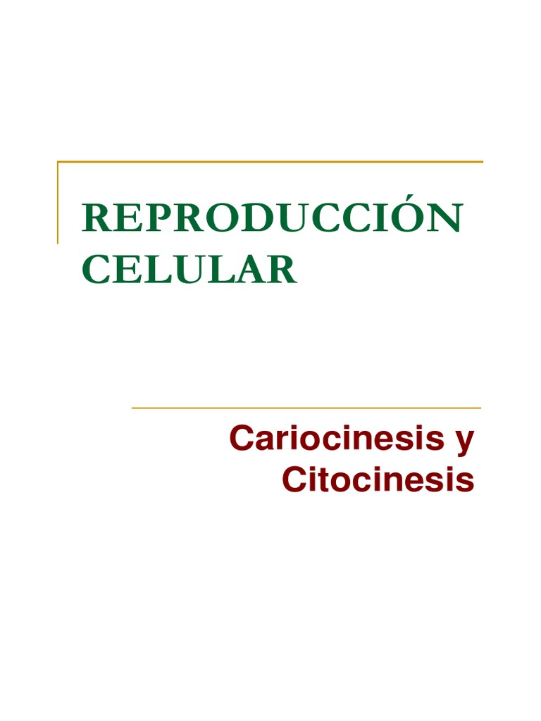 Cariocinesis y Citocinesis | PDF | Mitosis | Mitosis