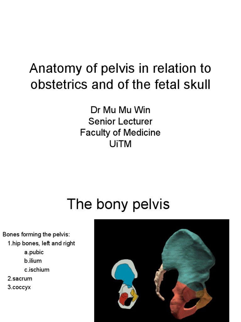 Anatomy of Pelvis and Fetal Skull | PDF | Pelvis | Musculoskeletal System