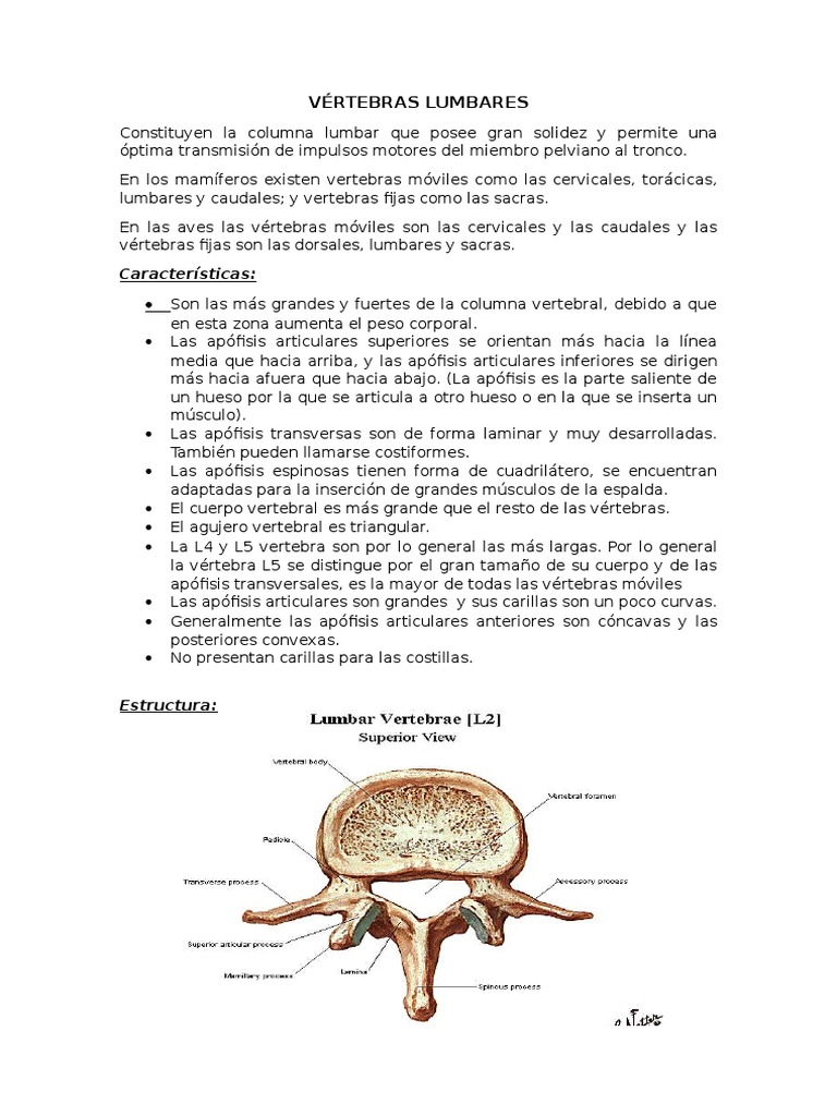 Vértebras Lumbares | PDF | Vértebra | Anatomía de los primates