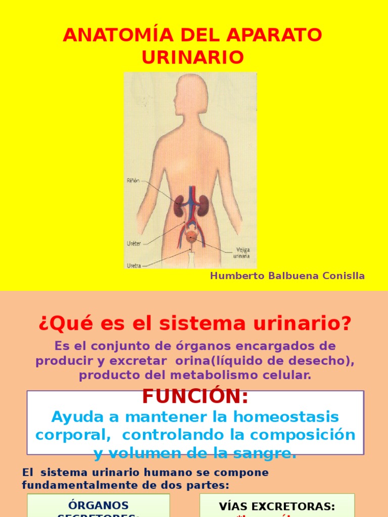 Anatomia Del Aparato Excretor | PDF | Riñón | Orina