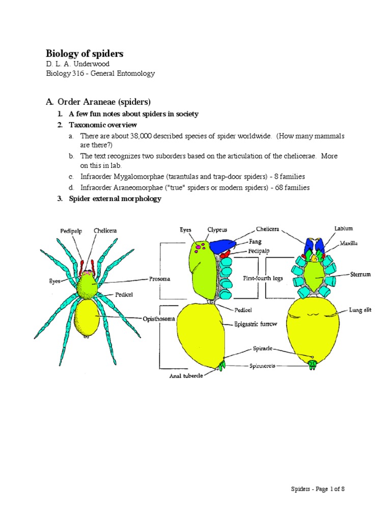 Biology of Spiders | PDF | Spider | Spider Web