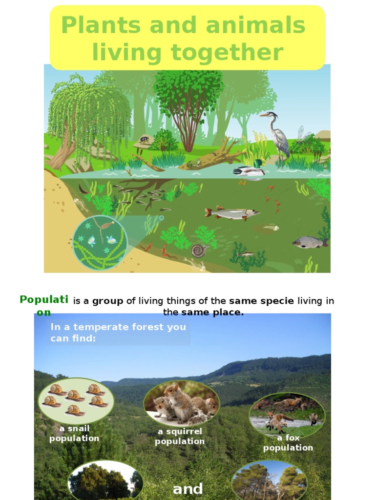 Plants and Animals Living Together | PDF