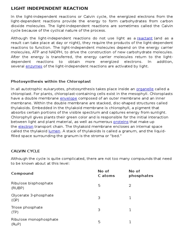 Light Independent Reaction - Biology | PDF | Photosynthesis | Chloroplast