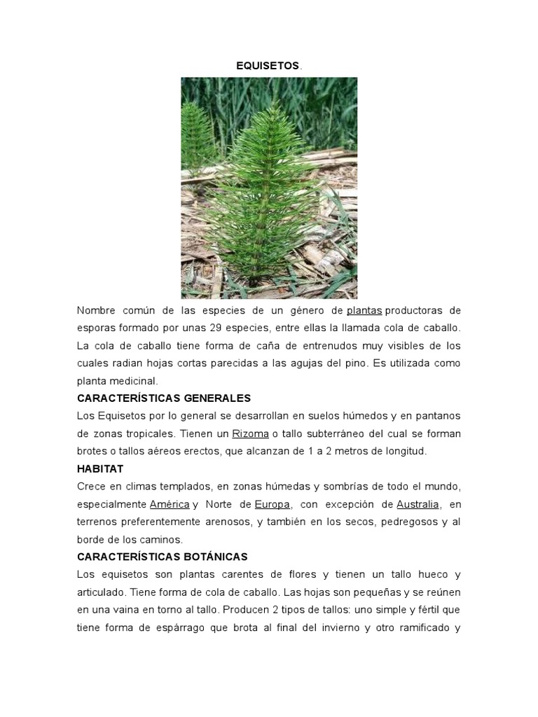 EQUISETOS | PDF | Plantas | Botánica