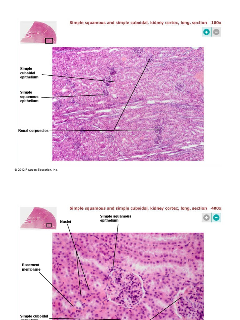 pal3 histology epithelial tissue lbl ppt | Epithelium | Zoology