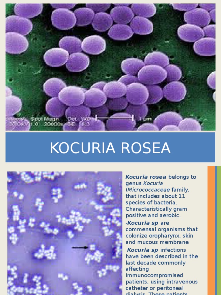 Kocuriarosea | PDF